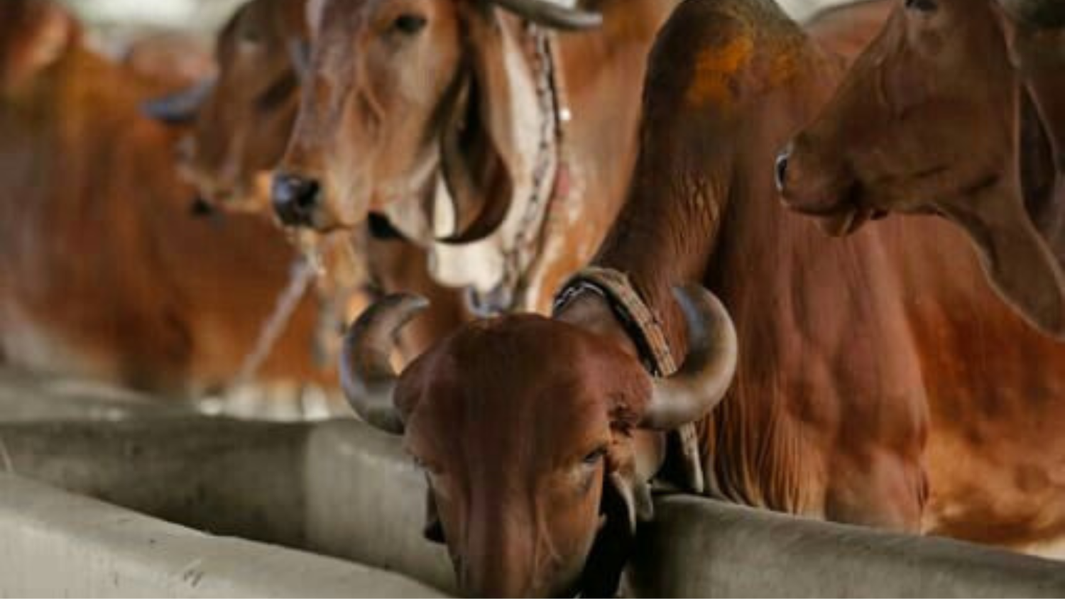 Herbal Diet for Cows and How Cow Feed Affects Milk Quality – Truly Desi
